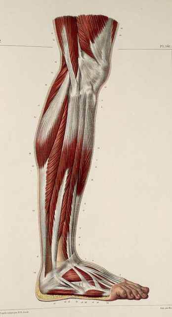 Strengthen Those Calves - Targitfit Blog